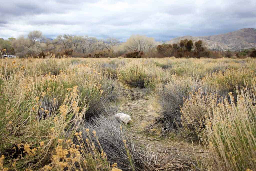 Adventures in the California Desert - Pure Wander